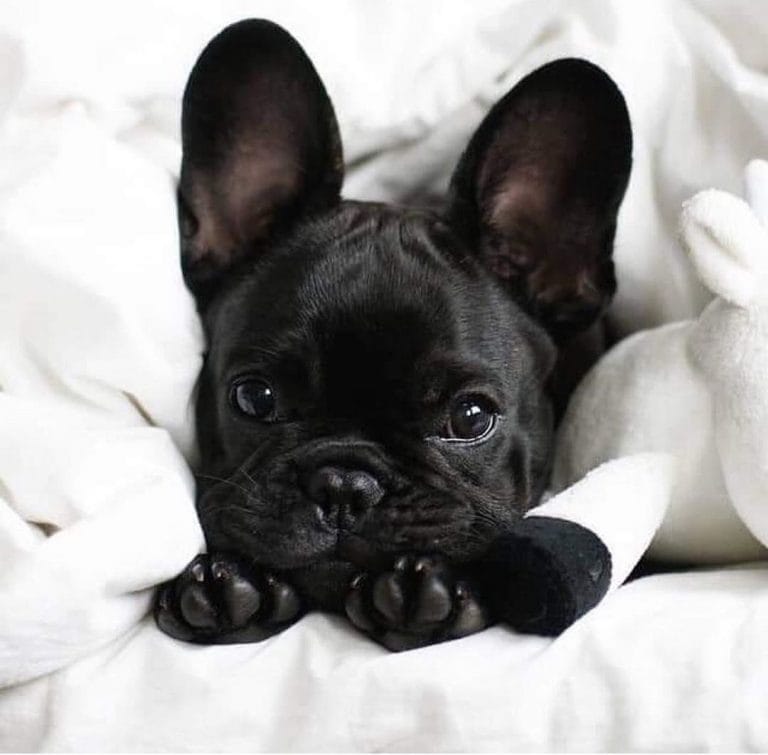 14 Cute Pictures of French Bulldogs - PetPress