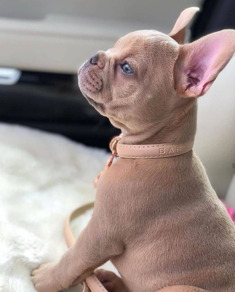 14 Cute Pictures of French Bulldogs - PetPress