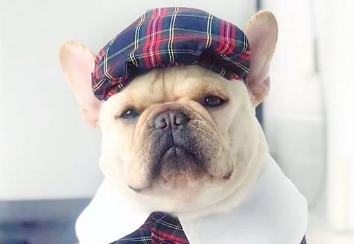 14 Halloween Costumes For French Bulldogs - PetPress