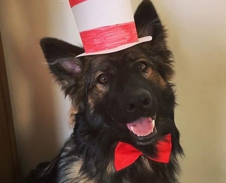 14 Popular German Shepherd Costumes for Halloween - PetPress