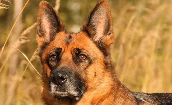 14 Pros And Cons Of A German Shepherd You Should Know