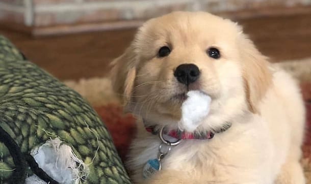 14 Funny Pictures Of Golden Retrievers To Make You Laugh - PetPress
