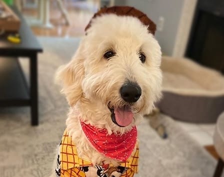 14 Goldendoodle Halloween Costumes 2019 - PetPress