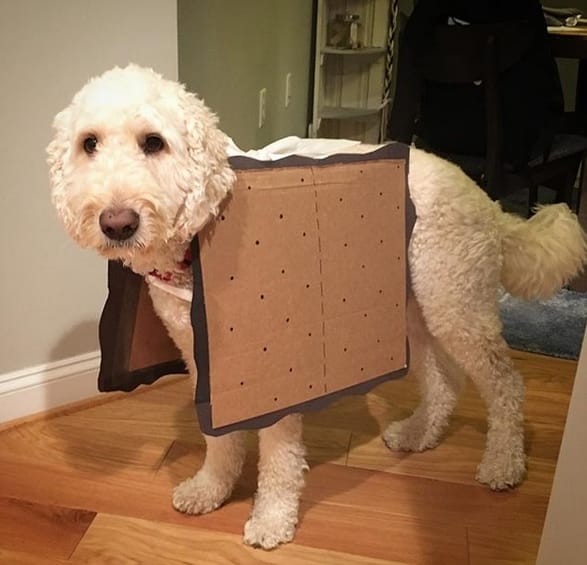14 Goldendoodle Halloween Costumes 2019 - Page 3 of 3 - PetPress