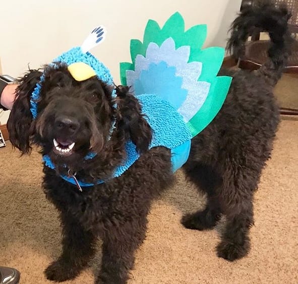 14 Goldendoodle Halloween Costumes 2019 - PetPress