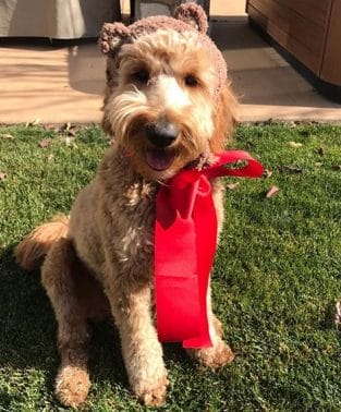 14 Goldendoodle Halloween Costumes 2019 - PetPress