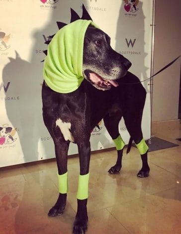 14 Funny Great Dane Costumes For Halloween 2020 - PetPress
