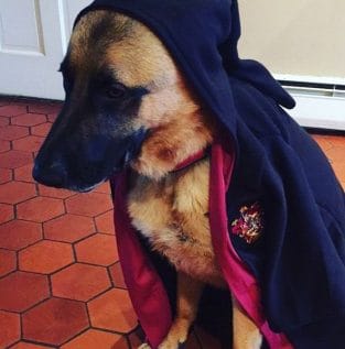14 Popular German Shepherd Costumes for Halloween - PetPress