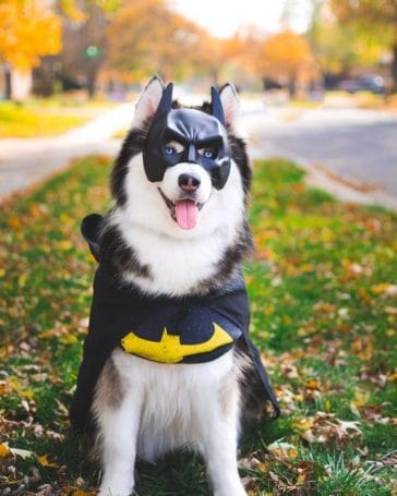14 Awesome Halloween Costume Ideas For Your Husky - PetPress