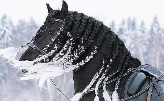 15 Horse Hairstyle Ideas - PetPress