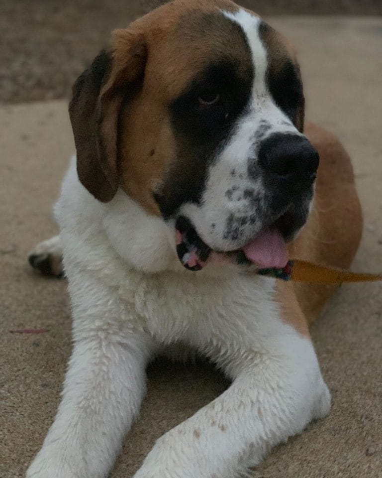 14 Huge Facts About Massive Saint Bernards - Page 2 of 4 - PetPress