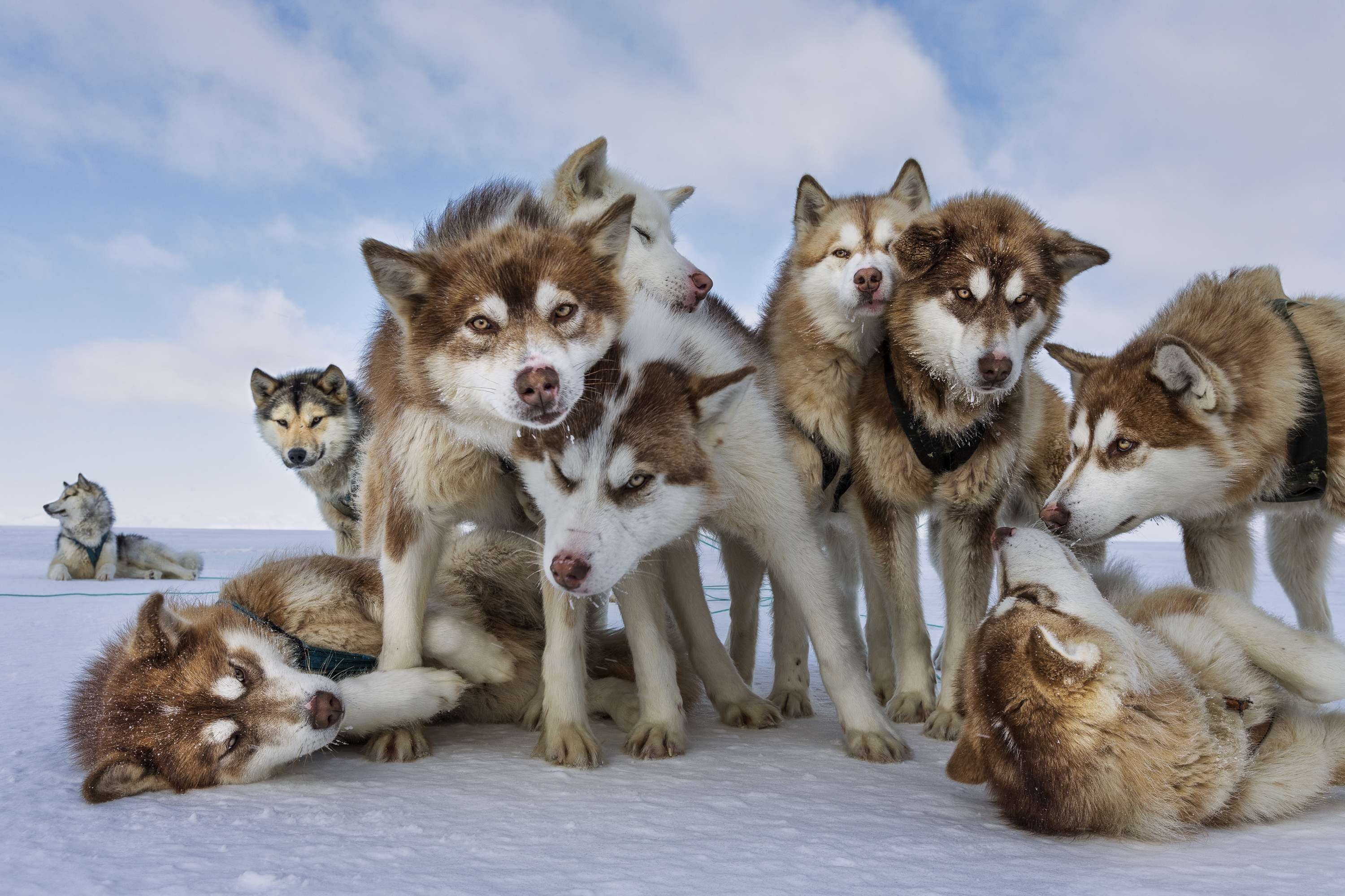 15 Things You Should Know Before Owning a Husky - PetPress