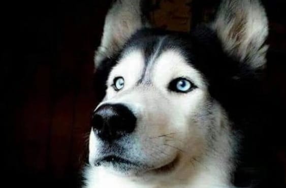 14 Smiling Huskies Will Put An End To Your Bad Day - PetPress