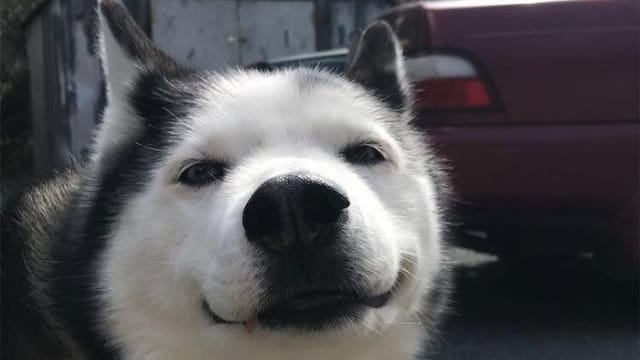 14 Emotions of Huskies That Will Make You Smile - PetPress
