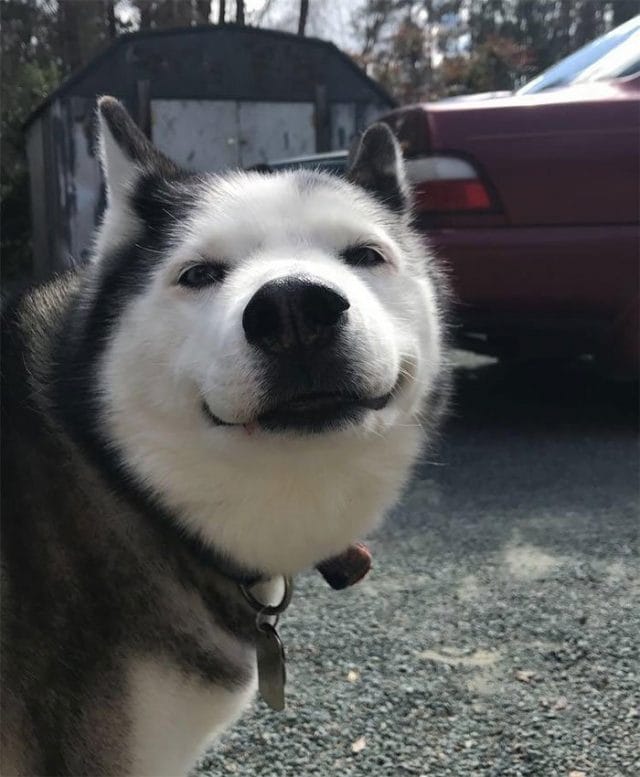 14 Emotions of Huskies That Will Make You Smile - PetPress
