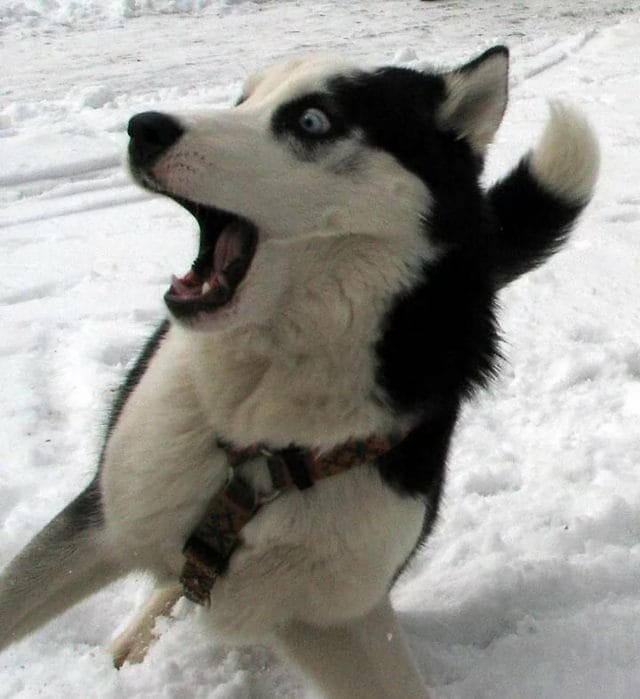 14 Emotions of Huskies That Will Make You Smile - PetPress