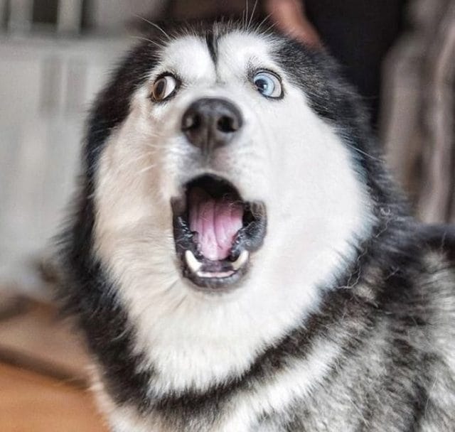 14 Emotions of Huskies That Will Make You Smile - PetPress