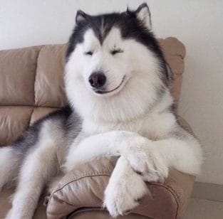 14 Emotions of Huskies That Will Make You Smile - PetPress