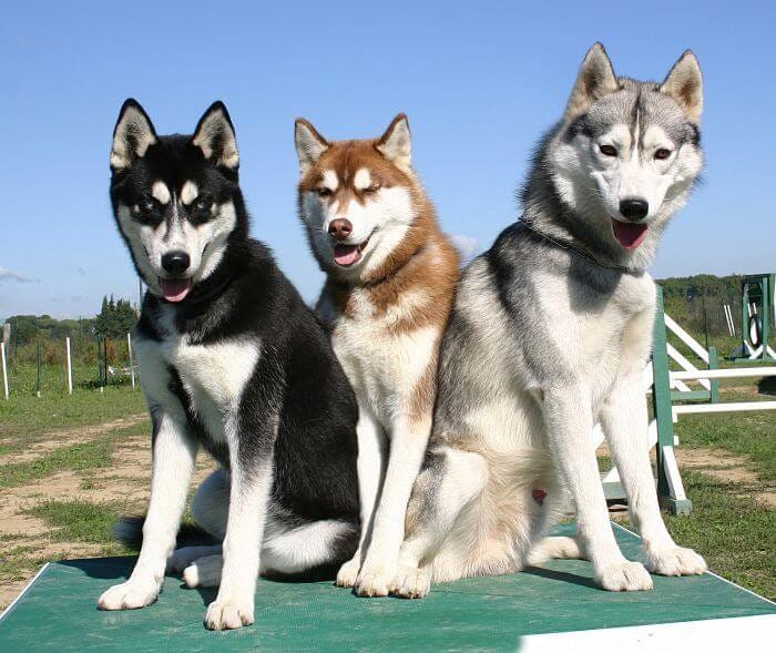 15 Things You Should Know Before Owning a Husky - Page 2 of 3 - PetPress