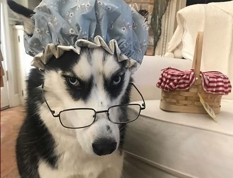 14 Funny Husky Costumes for Halloween - PetPress