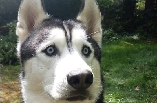 14 Funny Husky Memes That Will Make You Smile! - PetPress
