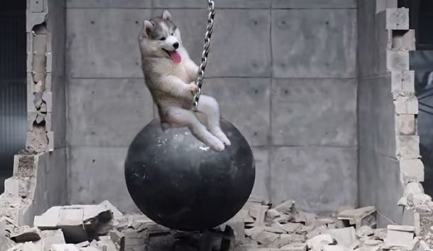 18 Photos of Siberian Husky That Will Make You Laugh to Tears - PetPress