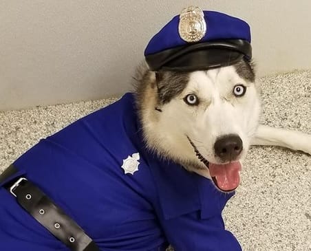 14 Husky Halloween Costumes - PetPress