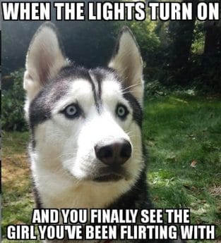 14 Funny Husky Memes That Will Make You Smile! - PetPress