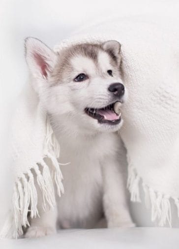 14 Smiling Huskies Will Put An End To Your Bad Day - PetPress