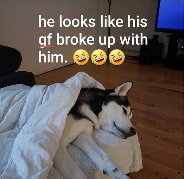 14 Funny Husky Memes That Will Make You Smile! - PetPress
