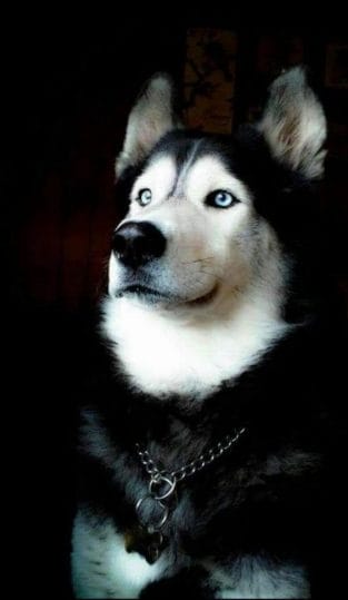 14 Smiling Huskies Will Put An End To Your Bad Day - PetPress