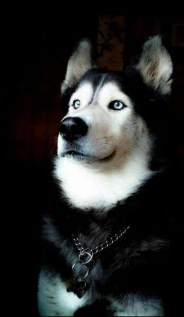 14 Smiling Huskies Will Put An End To Your Bad Day - PetPress