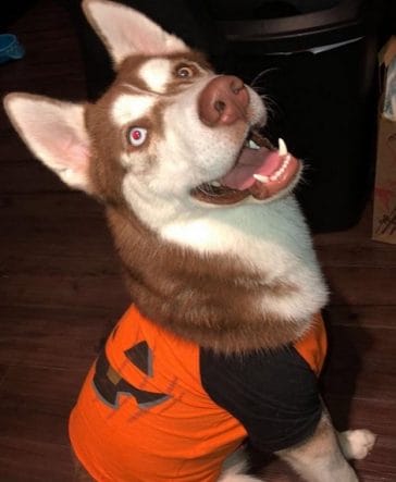 14 Funny Husky Costumes for Halloween - Page 2 of 3 - PetPress