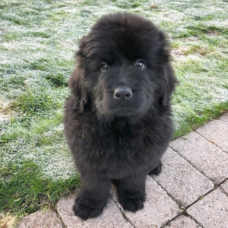 14 Perfect Facts About Massive Newfoundland Dogs - PetPress