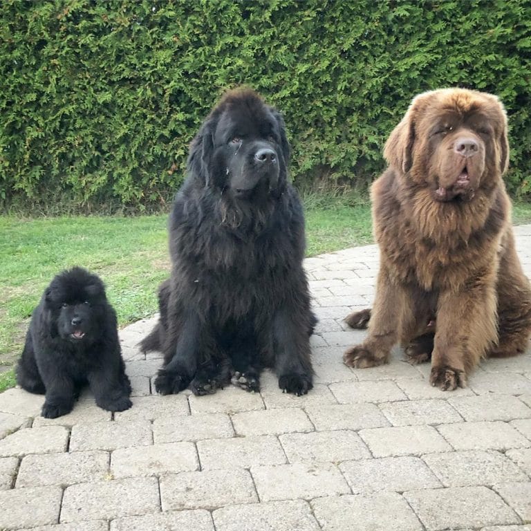 14 Perfect Facts About Massive Newfoundland Dogs - PetPress