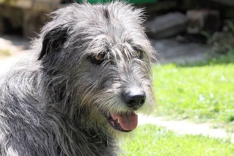 14 Great Photos of Irish Wolfhounds - PetPress
