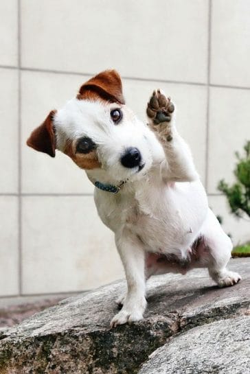 15 Energetic Facts About the Jack Russell Terrier - PetPress