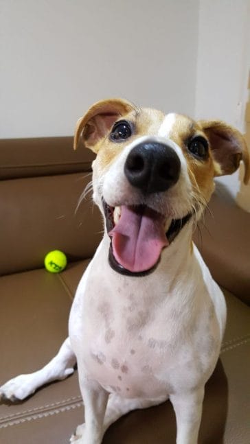 15 Energetic Facts About the Jack Russell Terrier - PetPress