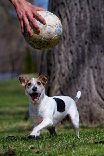 14 Facts That Jack Russell Terrier Fans Know by Heart - Page 2 of 3 ...