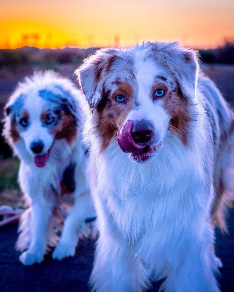 14 Interesting Facts About Australian Shepherds - PetPress
