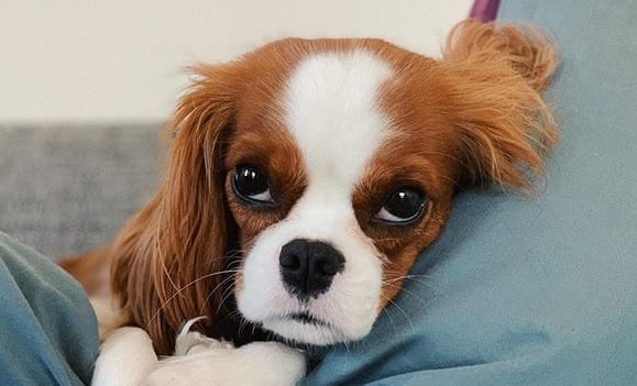 14 Gorgeous Cavalier King Charles Spaniels Who Have The Royal Blood ...