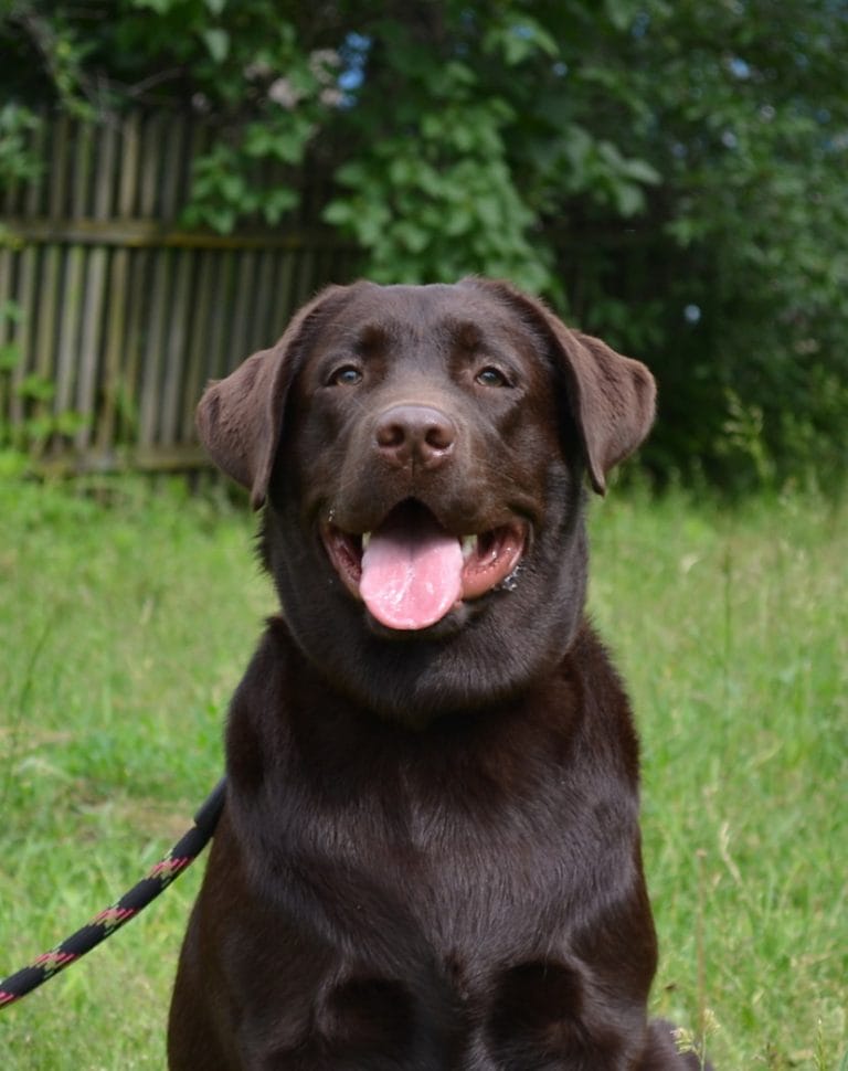 14 Great Facts About Labradors You Probably Never Knew - PetPress