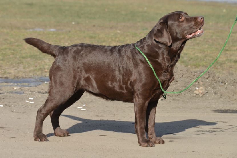 14 Great Facts About Labradors You Probably Never Knew - PetPress