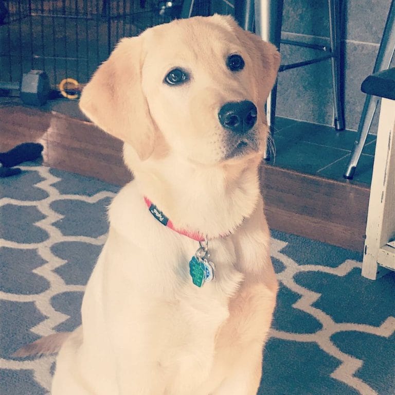 14 Photos of Labrador Retrievers That Inspire You to Start Your Morning ...