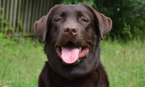 14 Great Facts About Labradors You Probably Never Knew - PetPress