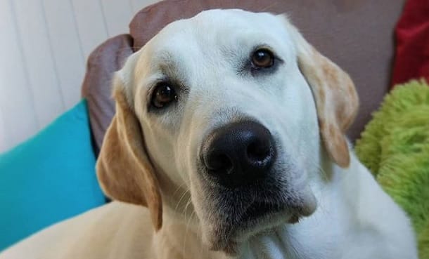 14 Reasons to Spend Your Vacations with Your Labrador - PetPress