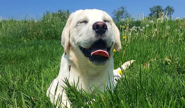 14 Incredible Reasons to Love Labrador Retrievers - PetPress