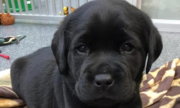 14 Things Only Labrador Owners Understand - PetPress
