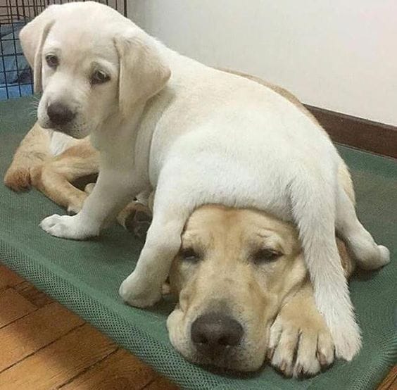 14 Photos of Labrador Retrievers That Inspire You to Start Your Morning ...