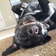 14 Photos of Labrador Retrievers That Inspire You to Start Your Morning ...